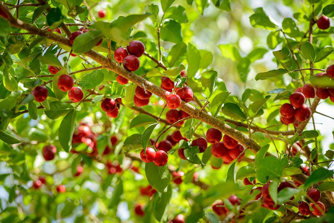 Acerola fortalece a imunidade; veja 9 benefícios da fruta tropical